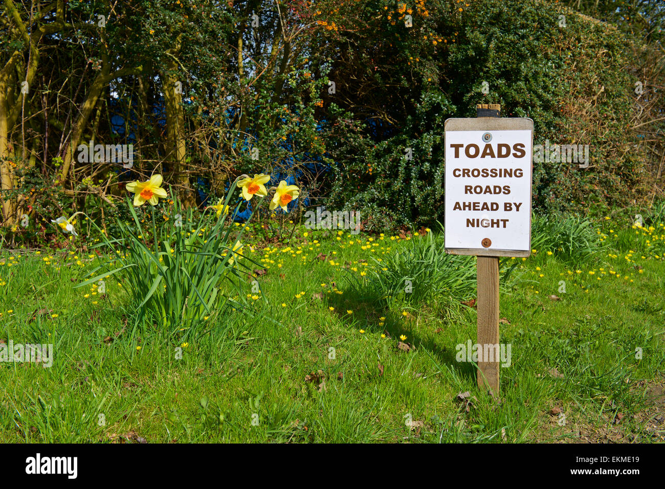 Sign: Toads crossing road ahead by night, England UK Stock Photo - Alamy
