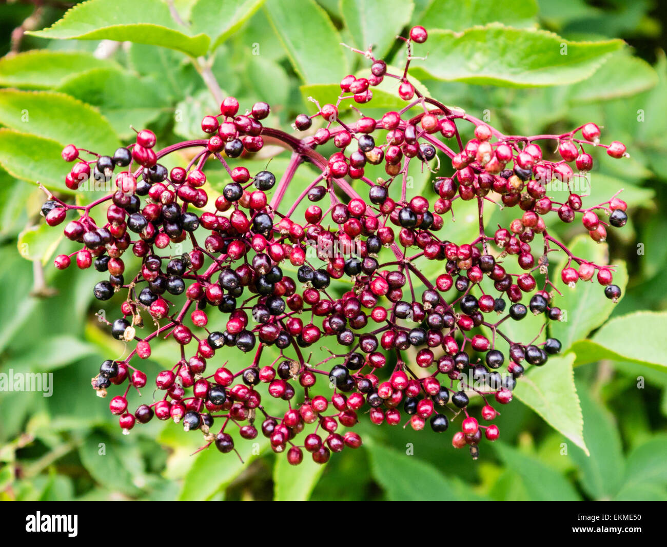 Red berries and purple leaves hi-res stock photography and images - Alamy