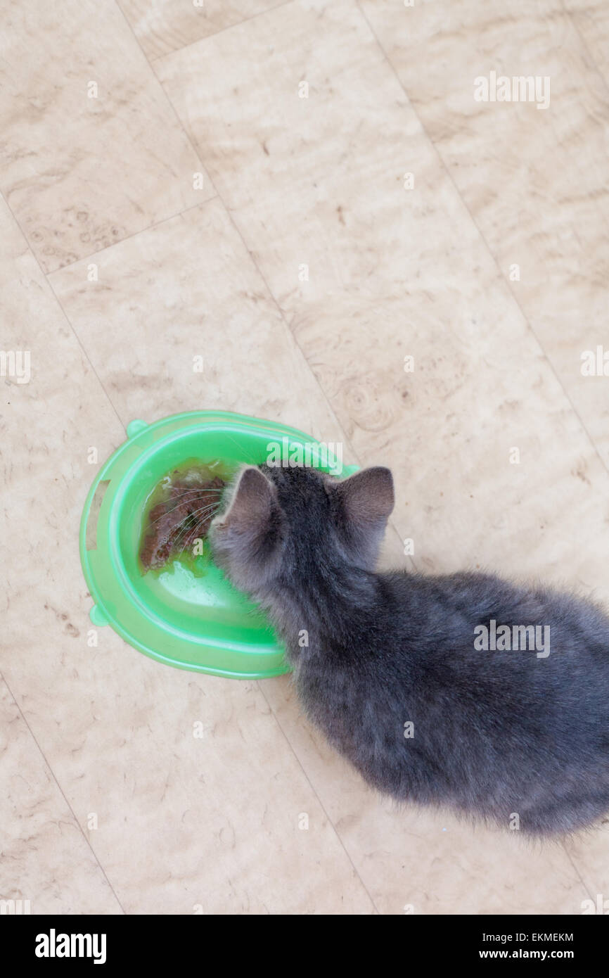 Kitten meal hi-res stock photography and images - Alamy
