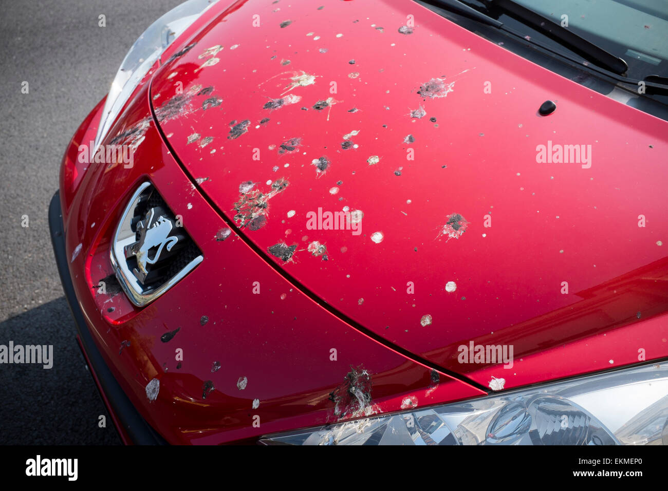 Bird Droppings on Bonnet of Car Stock Photo - Alamy