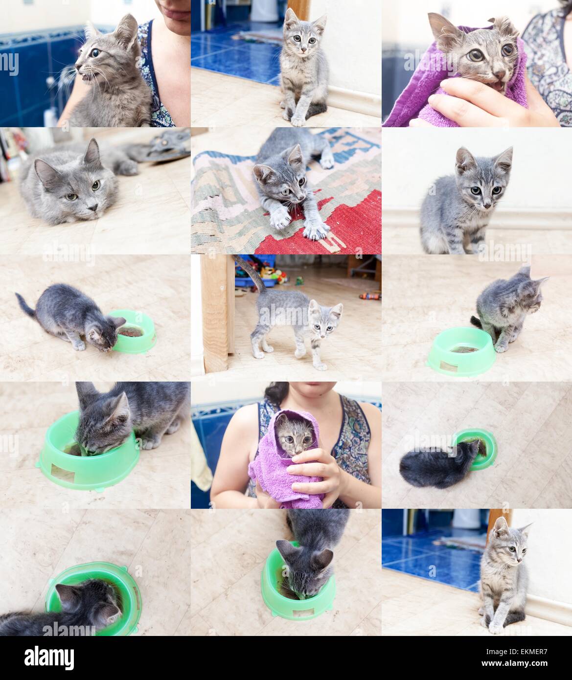Tabby kitten collage big set of images Stock Photo - Alamy
