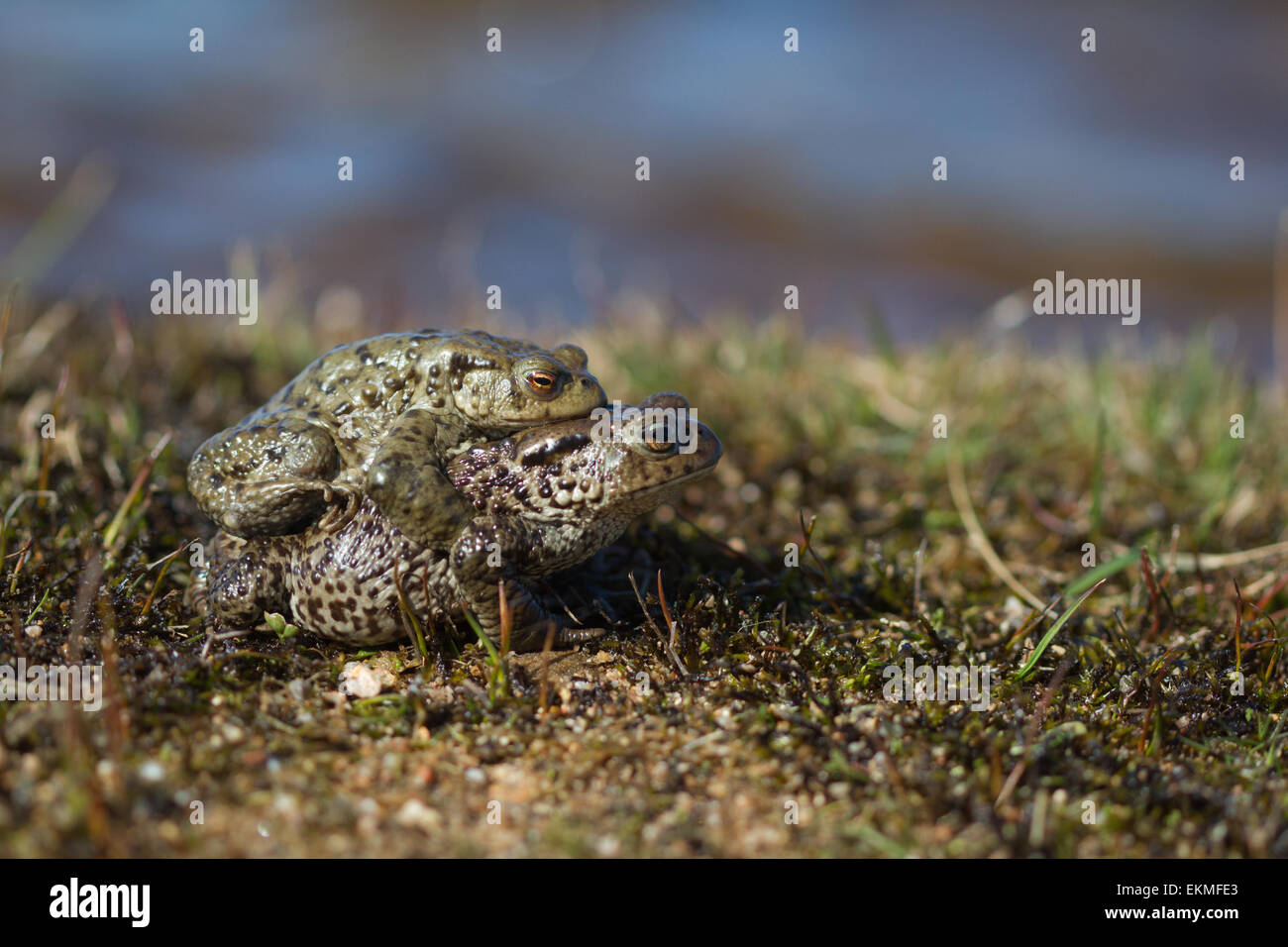 Common Toads, bufo bufo, mating in amplexus Stock Photo - Alamy
