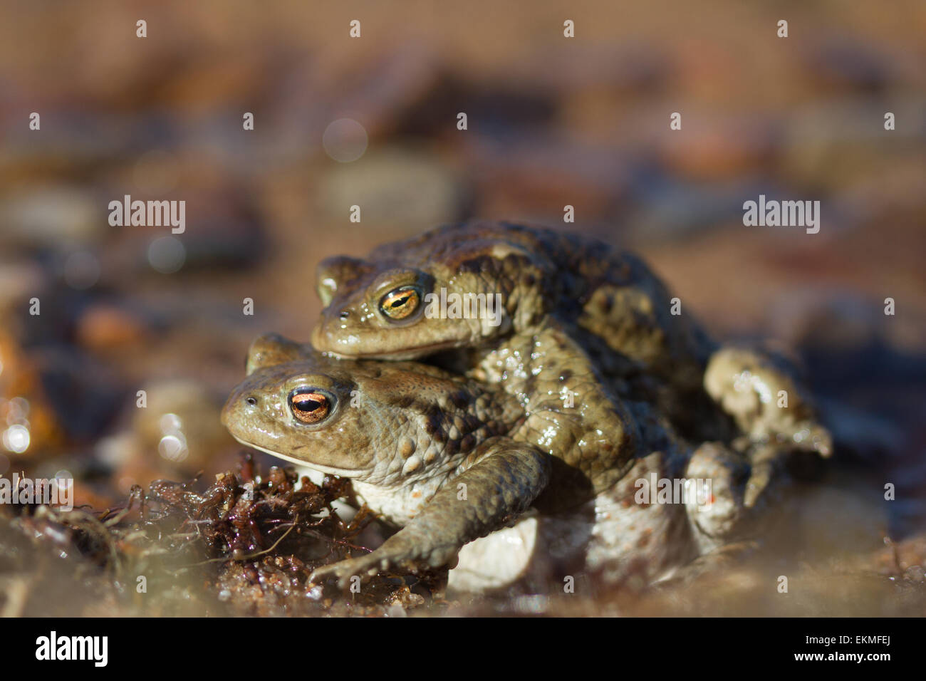 Common Toads In Water Mating High Resolution Stock Photography and Images - Alamy