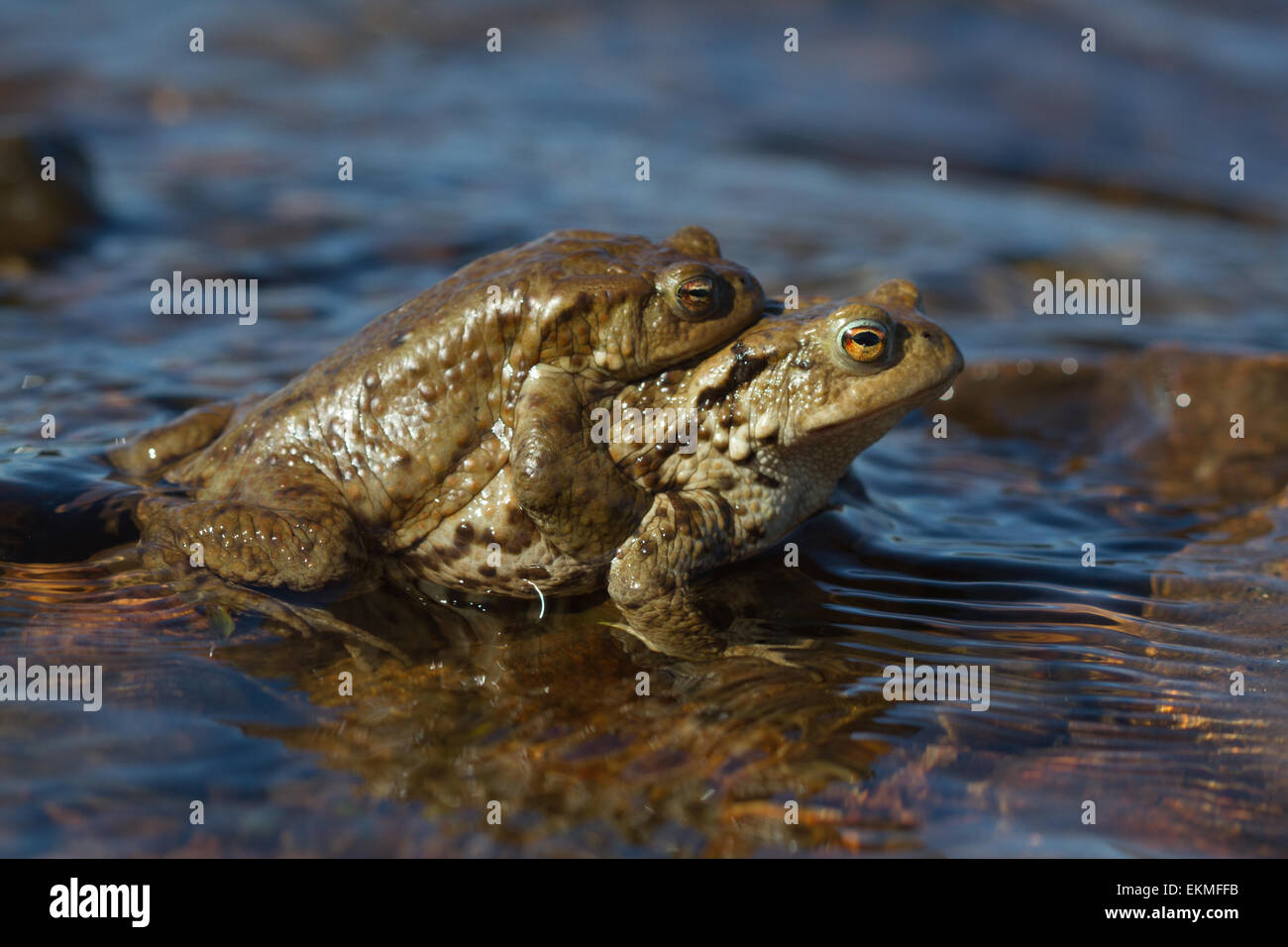 Common toads in water mating hi-res stock photography and images - Alamy