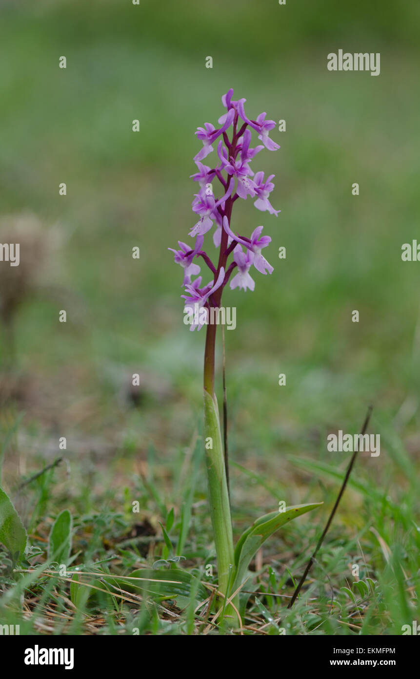 Orchis olbiensis hi-res stock photography and images - Alamy
