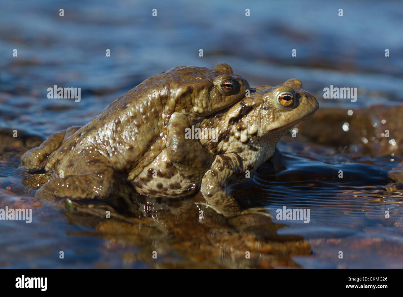 Common Toads, bufo bufo, mating in water - amplexus Stock Photo - Alamy