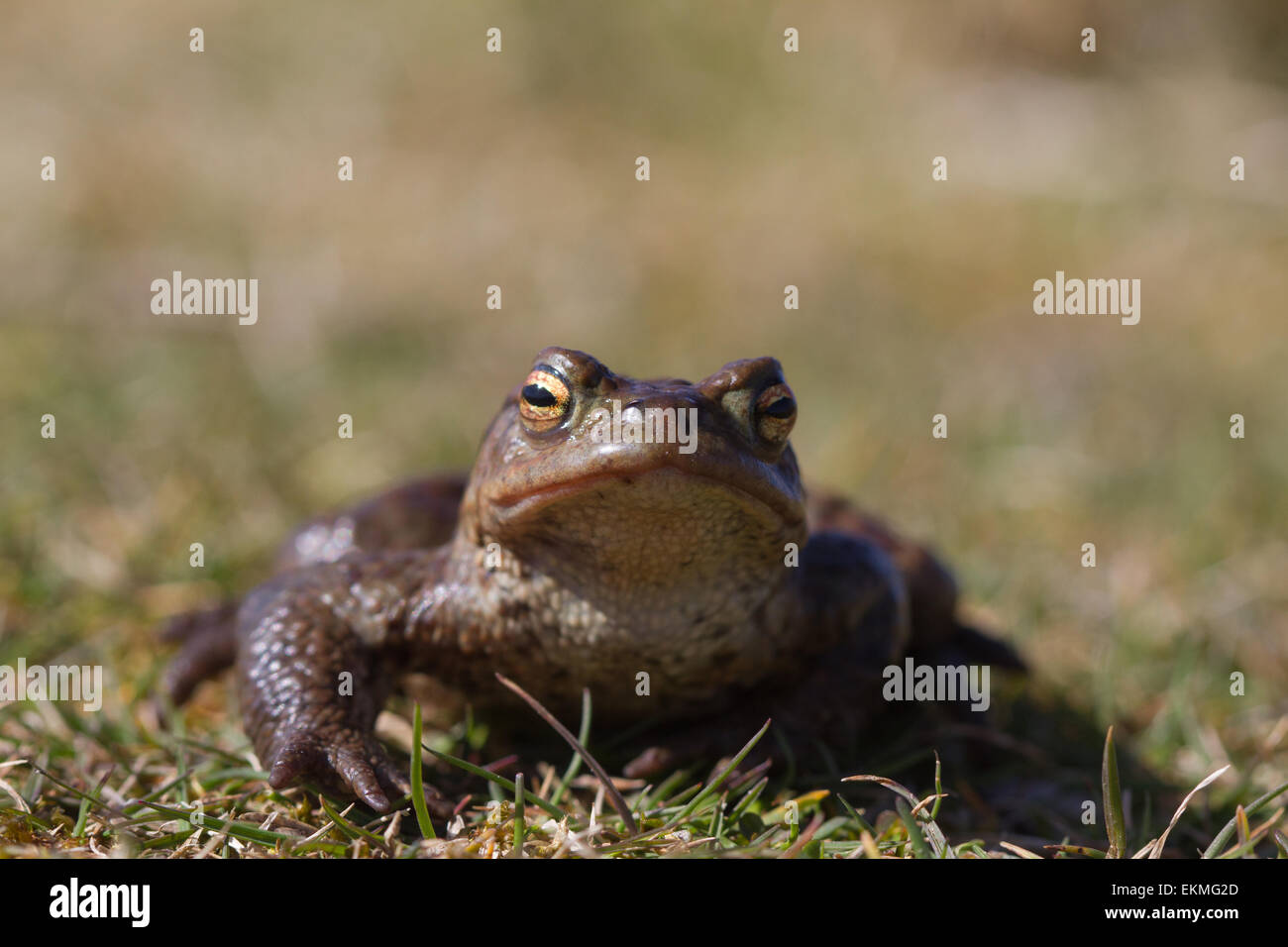 Adult toad hi-res stock photography and images - Alamy