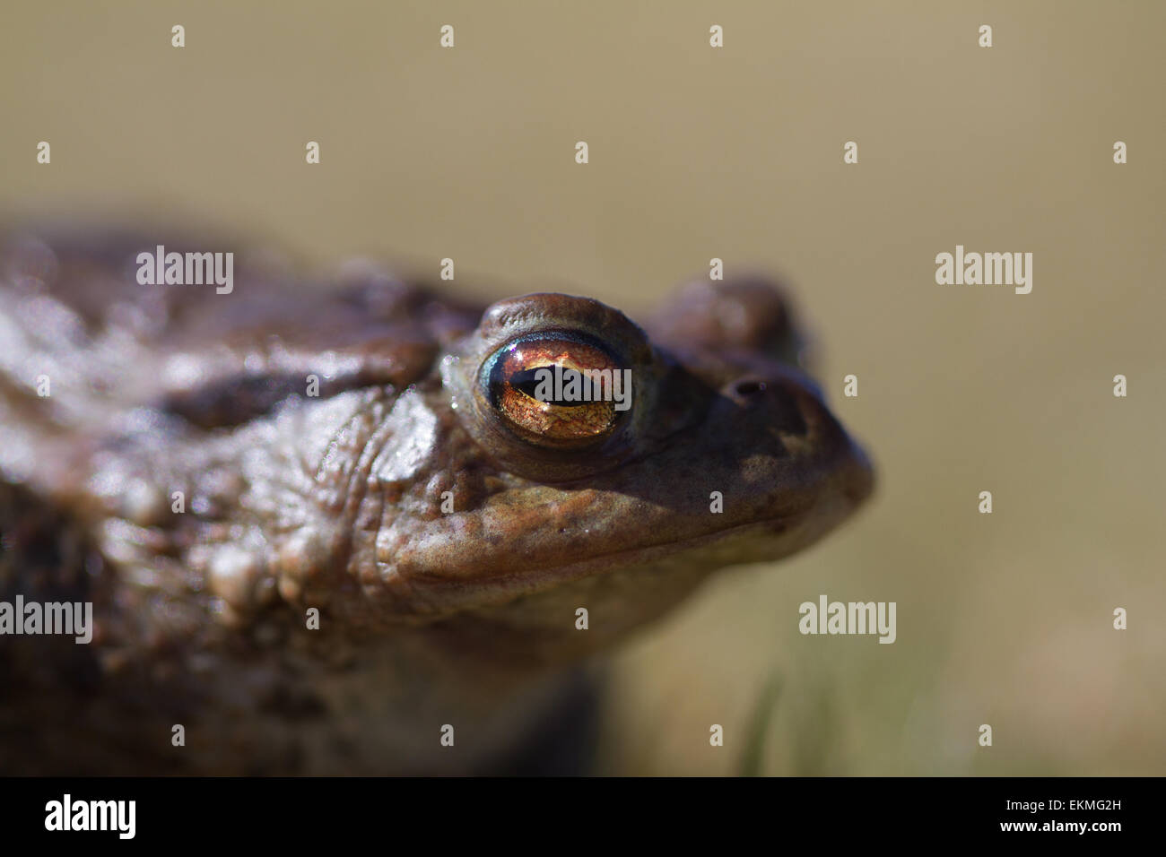 Common Toad, bufo bufo Stock Photo - Alamy