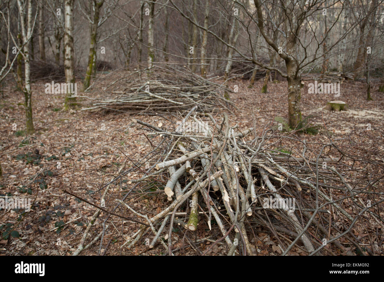 Dark image of piles of young chopped trees on a forest floor Stock ...