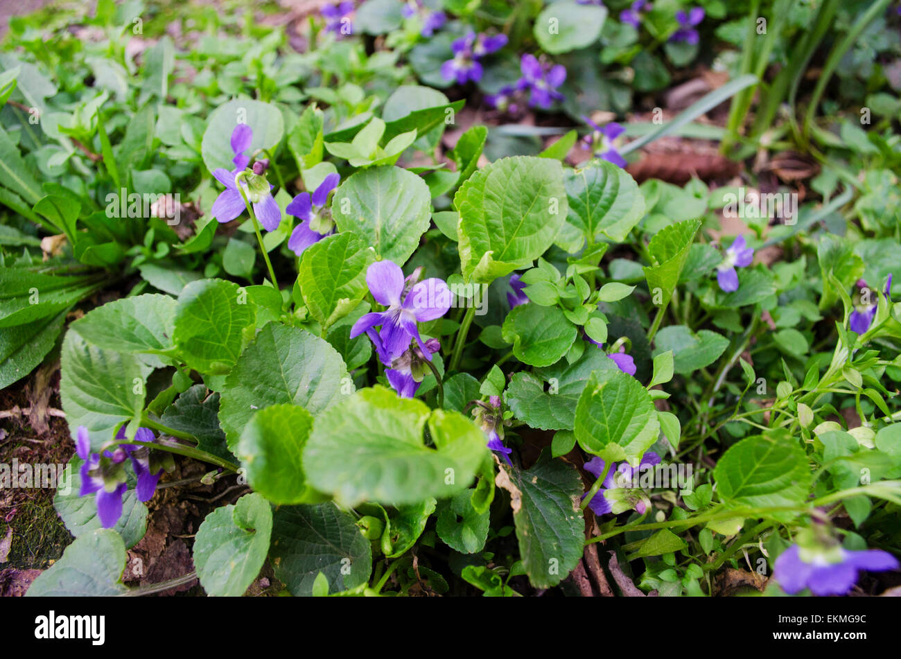Bush blooming violets Stock Photo - Alamy