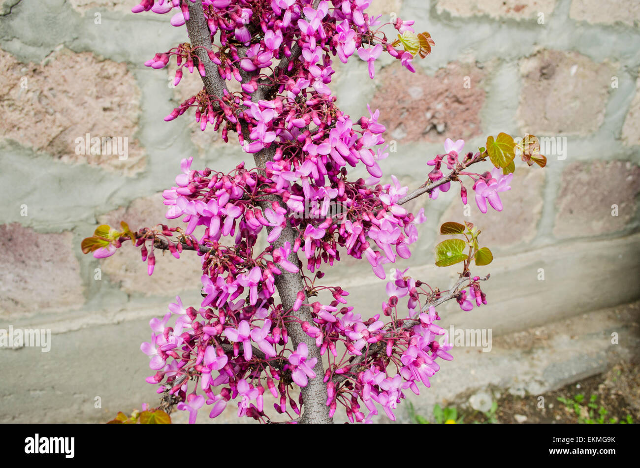 Blooming trunk Judas Tree Stock Photo - Alamy