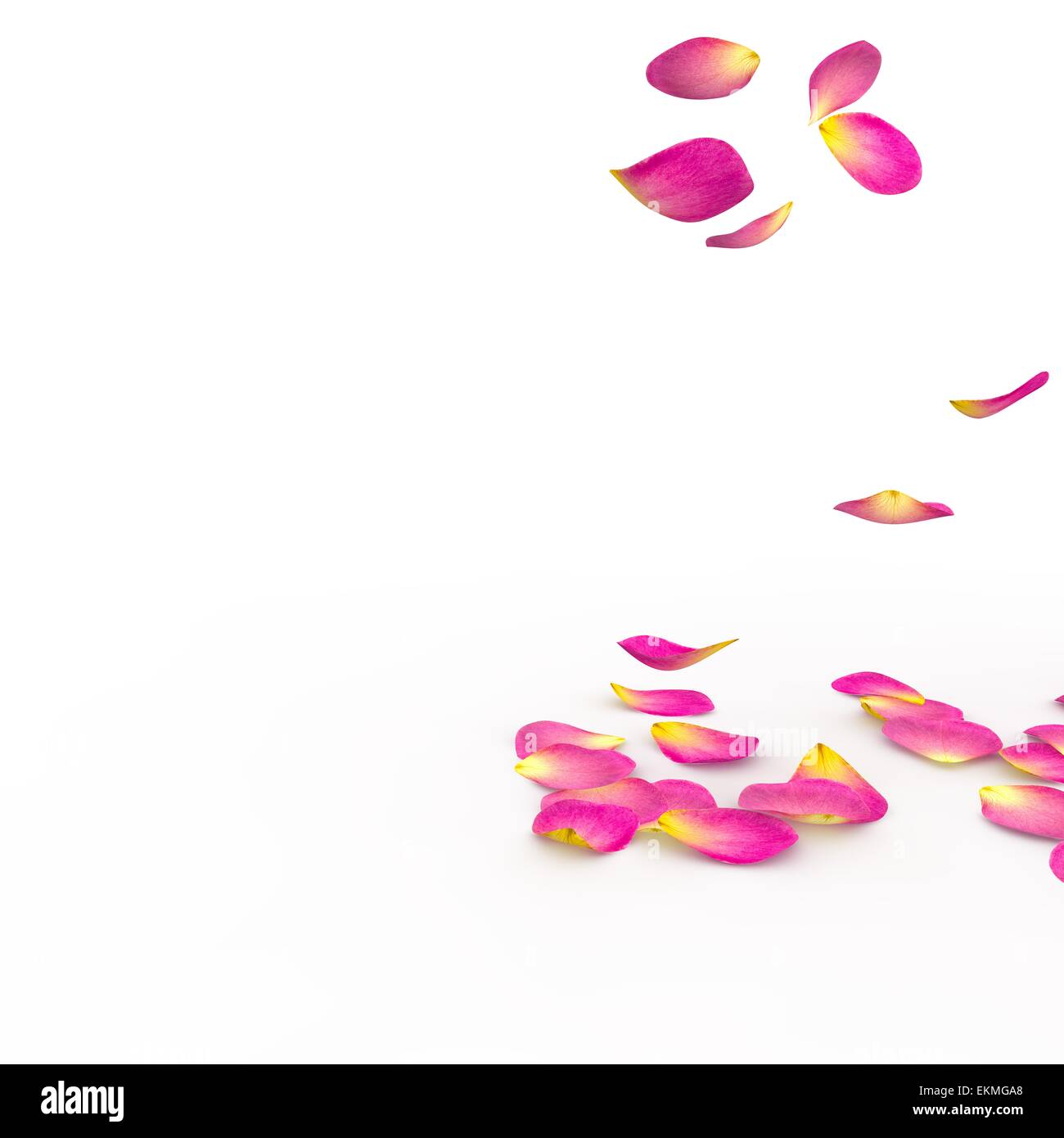 Rose petals fall to the floor. Isolated background Stock Photo - Alamy