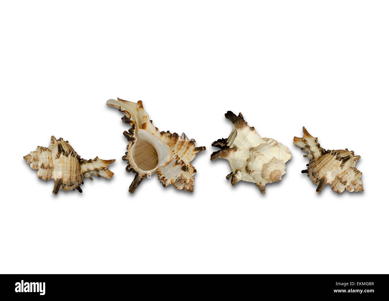 Indian ocean shells Cut Out Stock Images & Pictures - Alamy