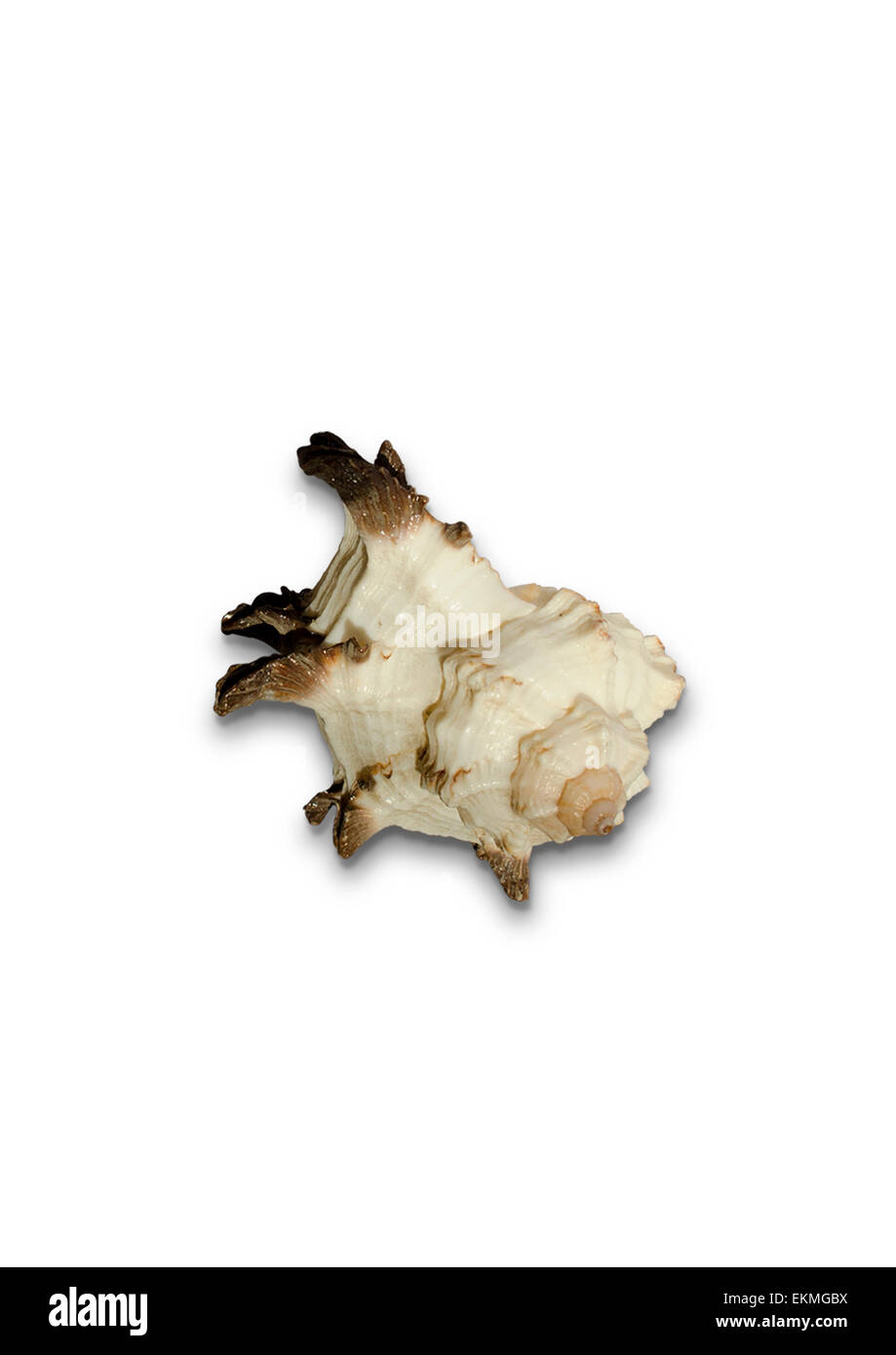 Indian ocean shells Cut Out Stock Images & Pictures - Alamy