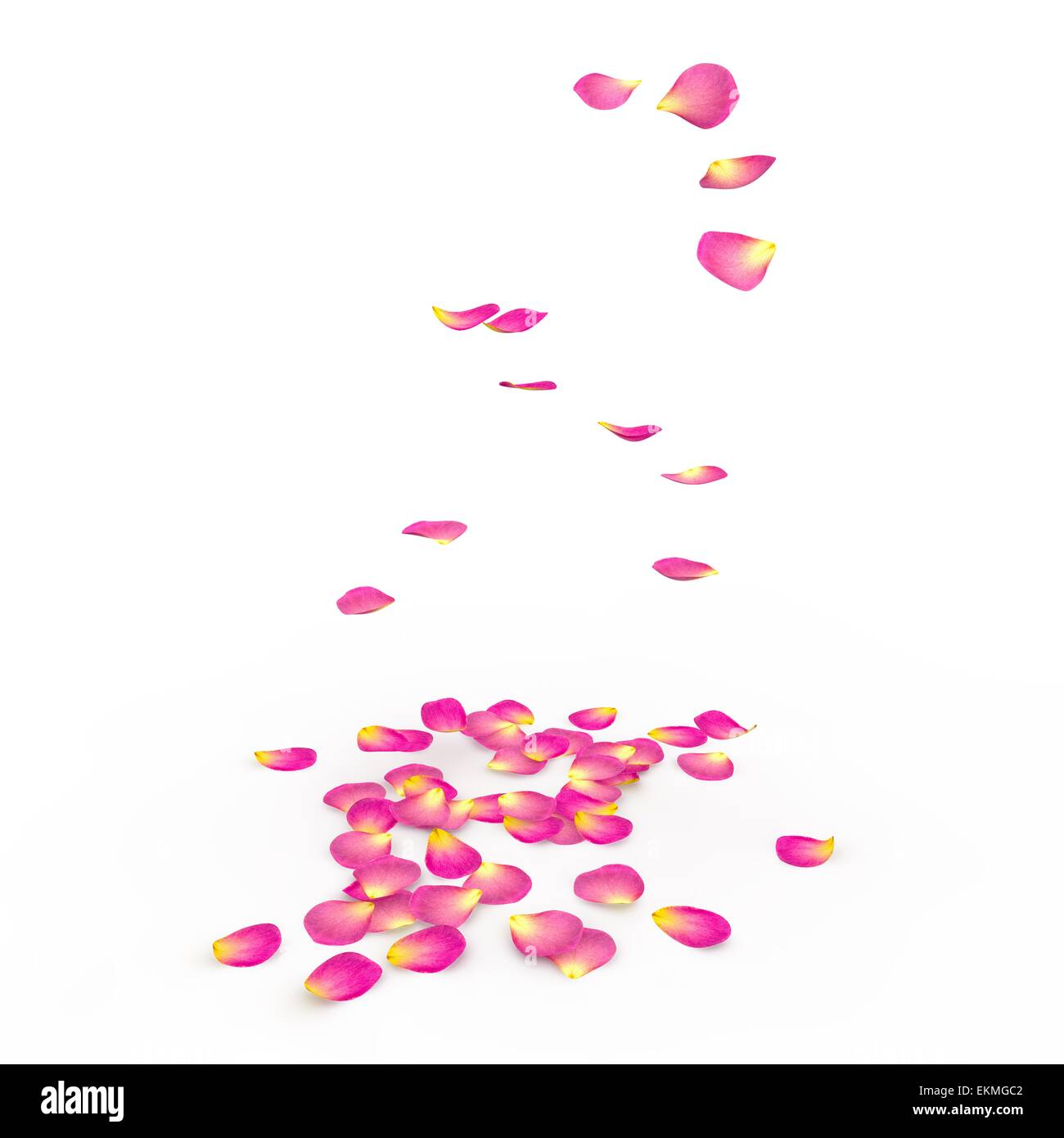 Rose petals fall to the floor. Isolated background Stock Photo - Alamy
