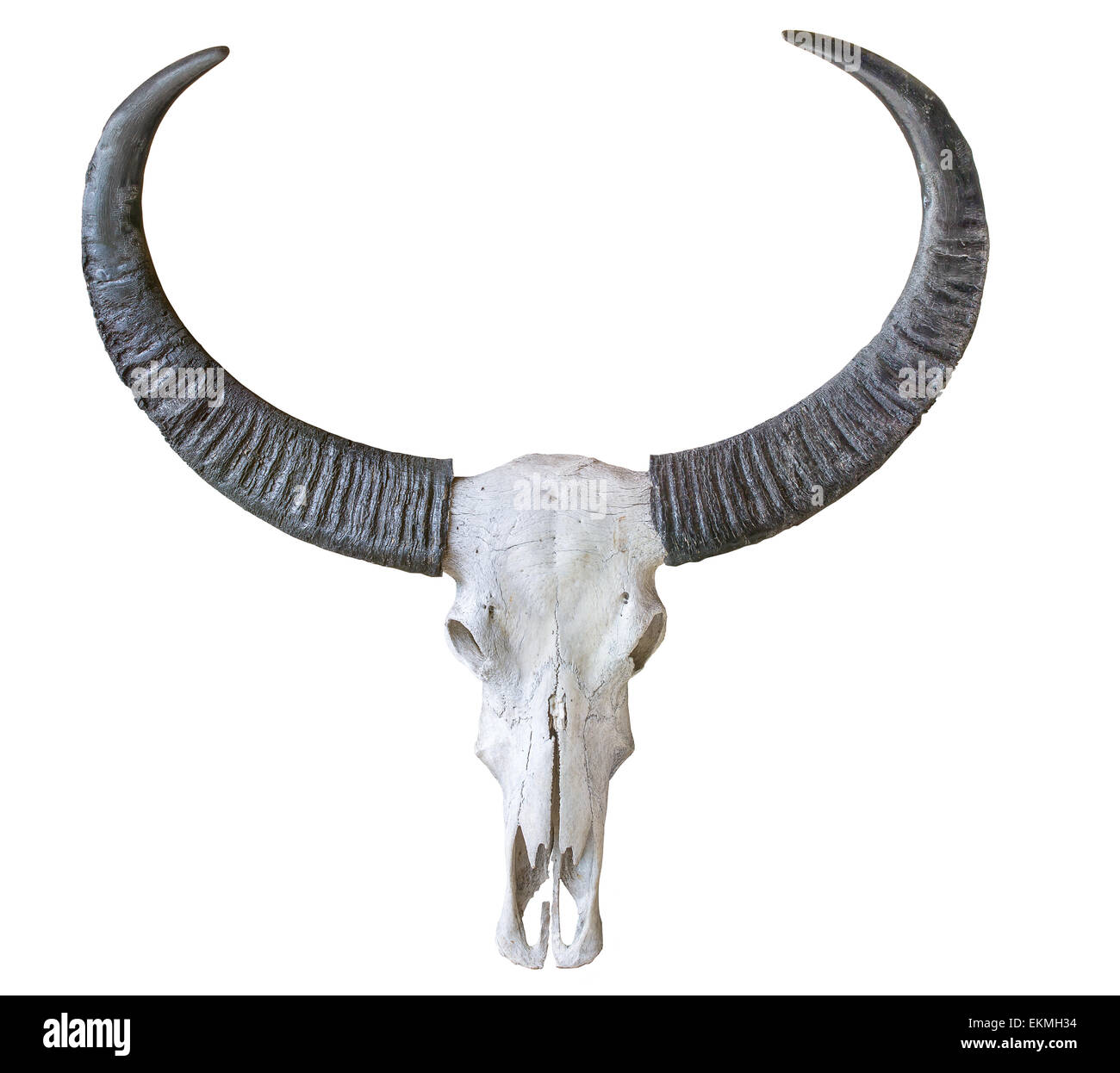 Buffalo skull isolated on white background Stock Photo - Alamy