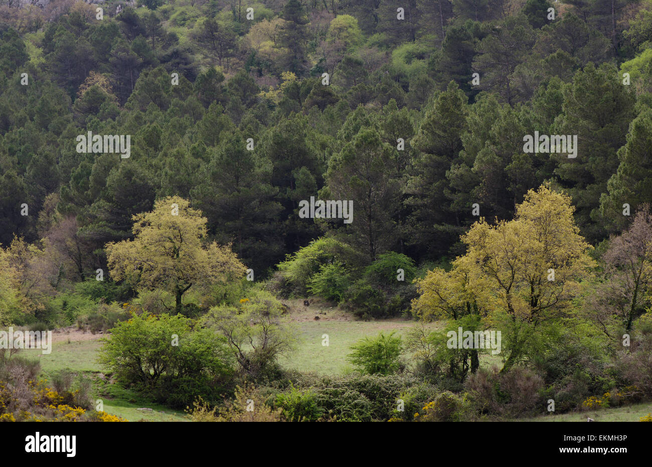 Scenic mountains, forest in spring, landscape, Sierra los Camarolos ...