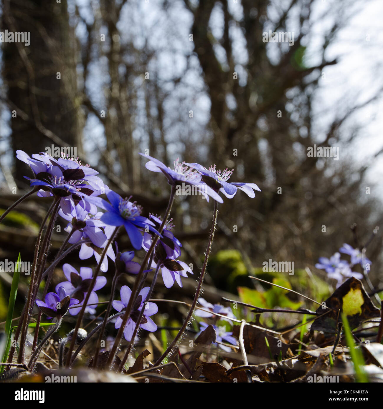 Back lit group of Hepatica flowers - the springtime symbol Stock Photo ...