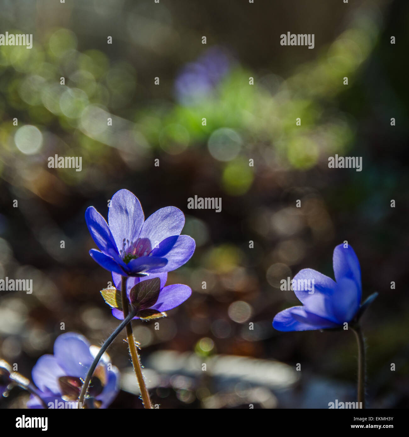 Springtime Symbols High Resolution Stock Photography and Images - Alamy
