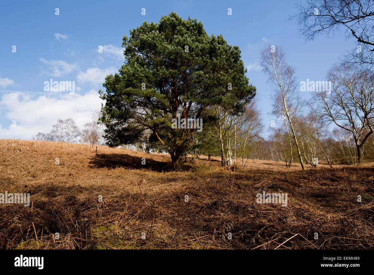 Cannock chase wildlife hi-res stock photography and images - Alamy
