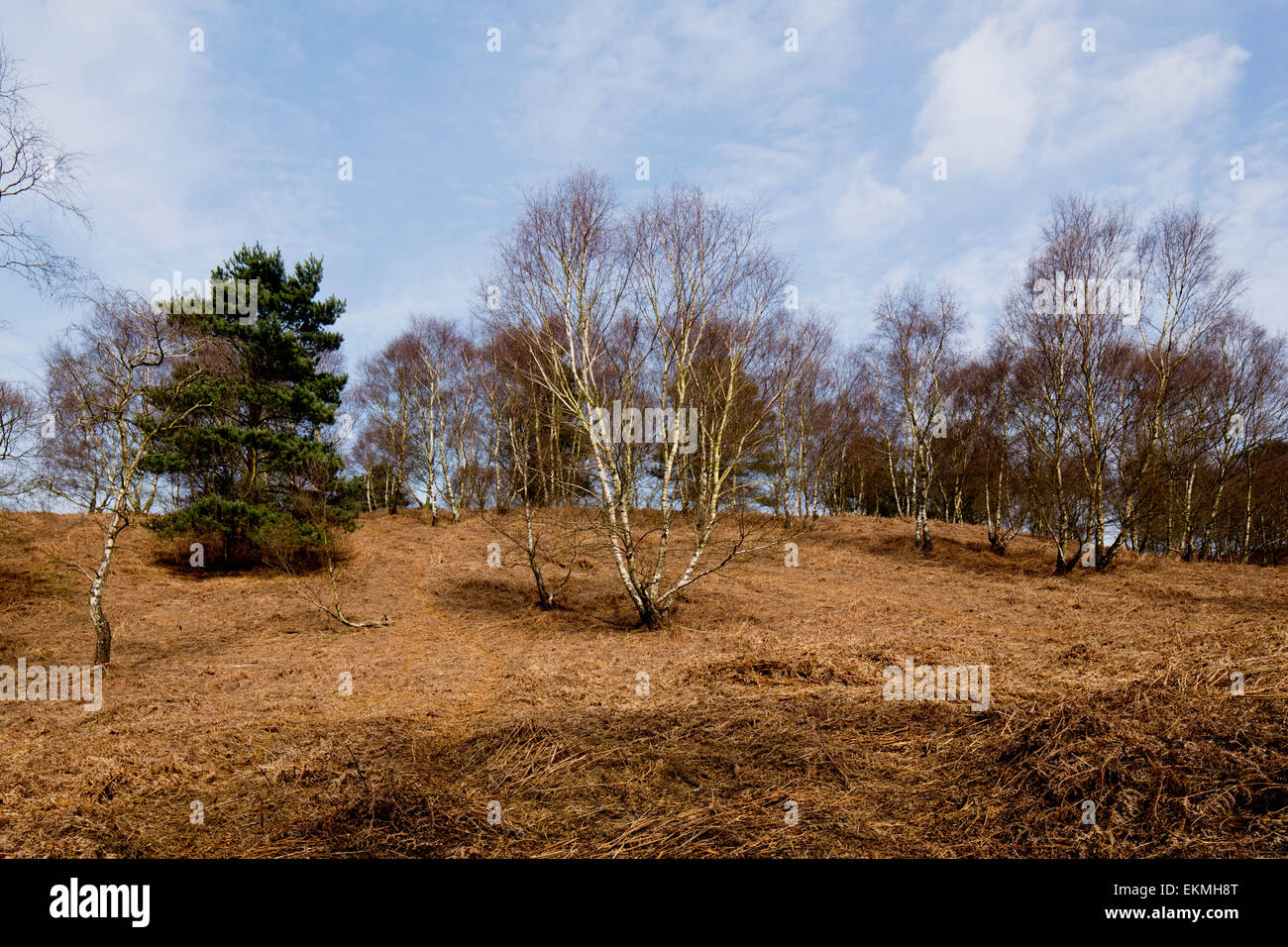 Silver Birch and conifer on Cannock Chase Stock Photo - Alamy