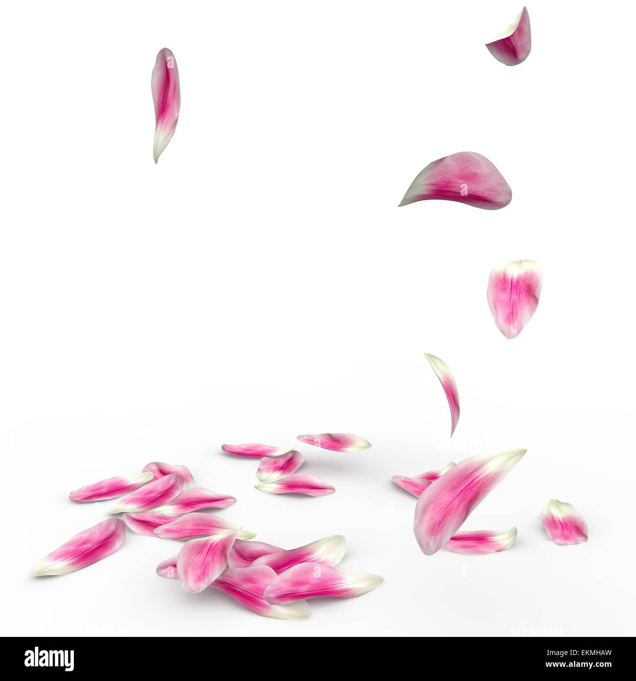 Tulip petals fall to the floor. isolated background Stock Photo - Alamy