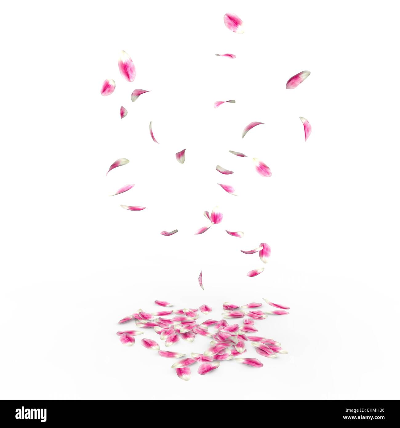 Tulip petals fall to the floor. Isolated background. 3D render Stock ...