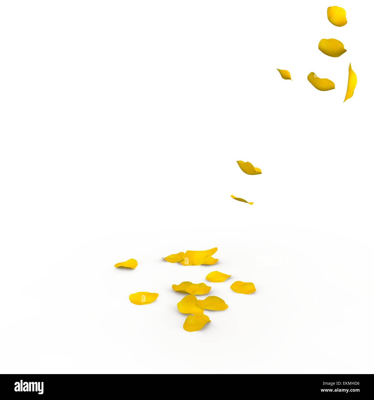 Yellow rose petals fall to the floor Stock Photo - Alamy