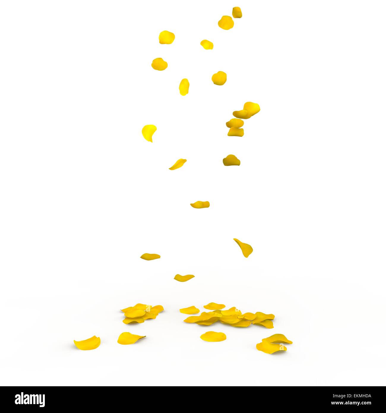 Yellow rose petals fall to the floor Stock Photo - Alamy