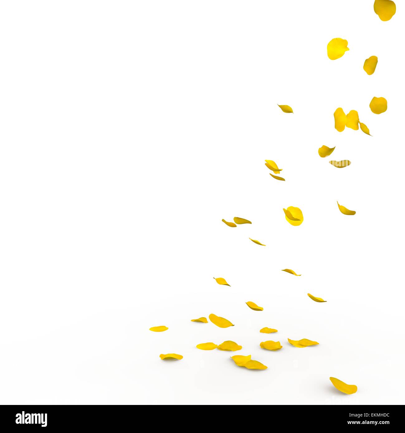 Yellow rose petals fall to the floor Stock Photo - Alamy