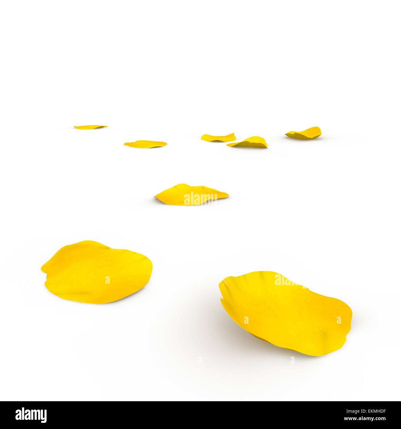 Yellow rose petals fall to the floor Stock Photo - Alamy