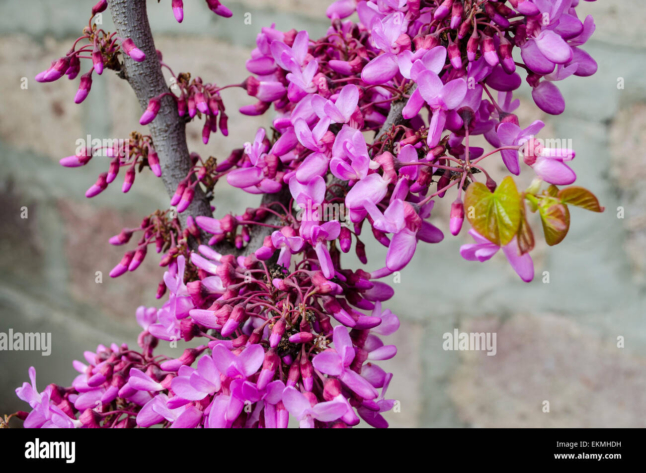 Purple flowers on Judas Tree Stock Photo - Alamy