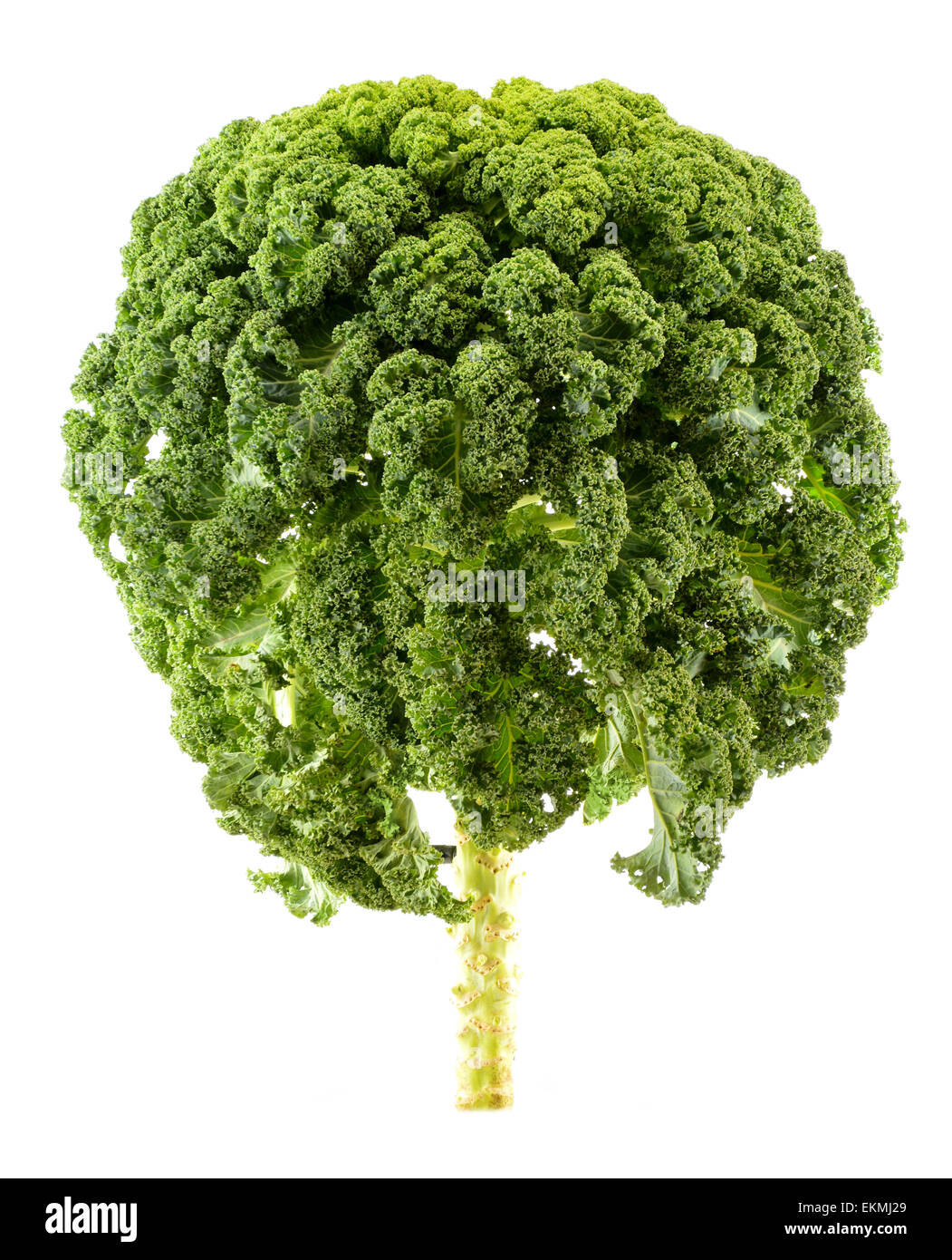 Kale isolated hi-res stock photography and images - Alamy