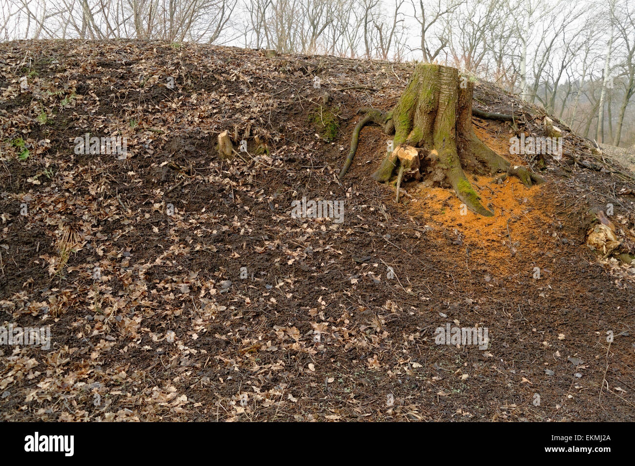 Tree root on ground hi-res stock photography and images - Alamy