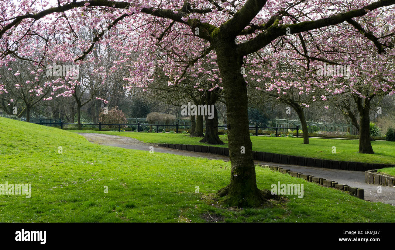 Blossom Tree Lancashire High Resolution Stock Photography and Images ...