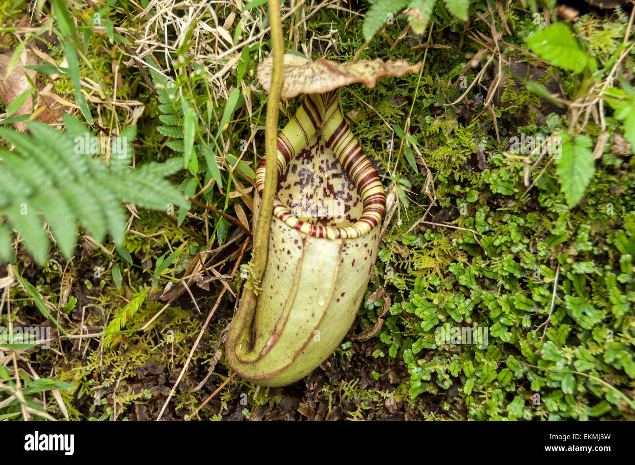 Close up on pitcher plant in jungle, Borneo, Malaysia Stock Photo - Alamy