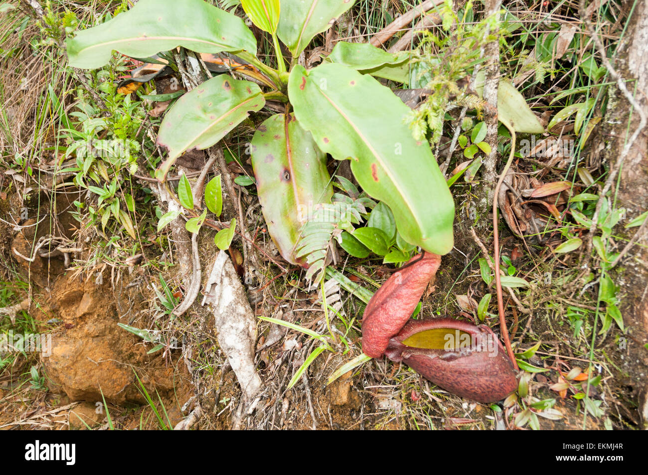 Close up on pitcher plant in jungle, Borneo, Malaysia Stock Photo - Alamy