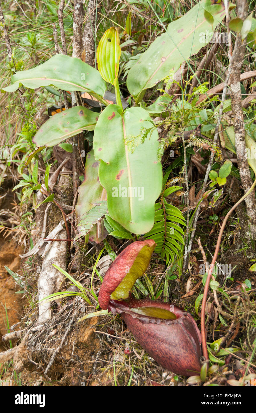 Close up on pitcher plant in jungle, Borneo, Malaysia Stock Photo - Alamy