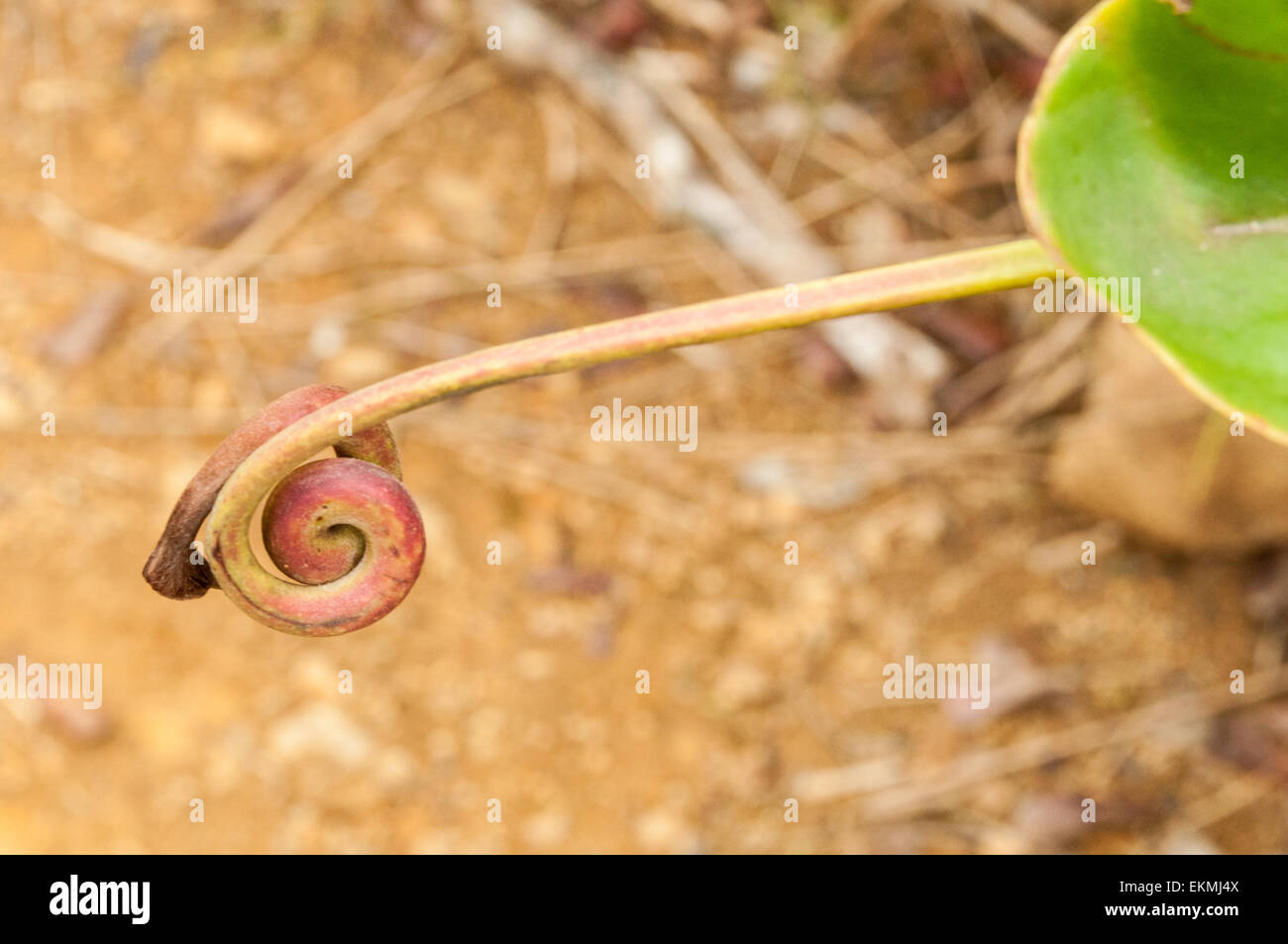 Close up on pitcher plant in jungle, Borneo, Malaysia Stock Photo - Alamy