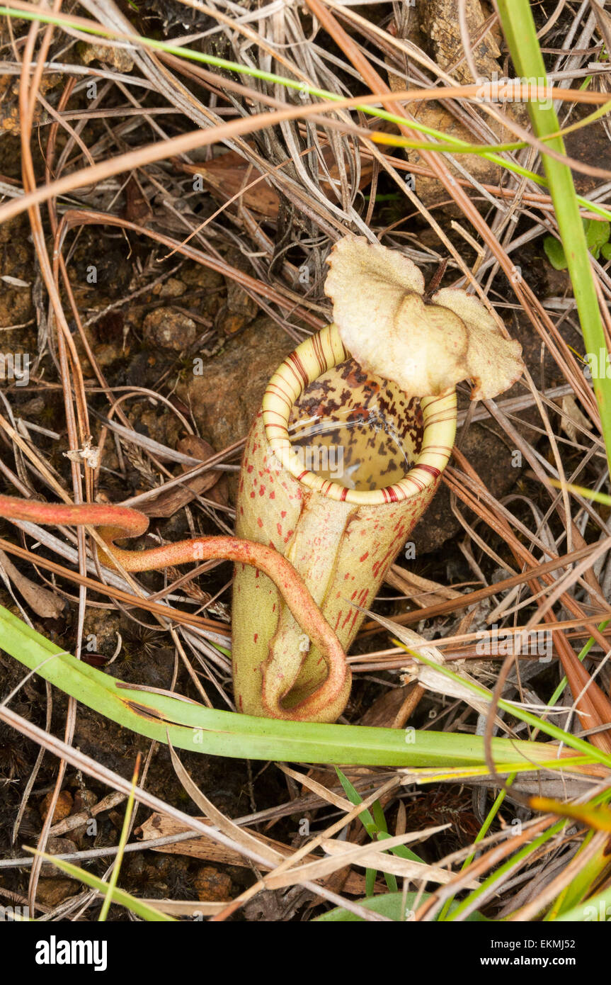 Close up on pitcher plant in jungle, Borneo, Malaysia Stock Photo - Alamy