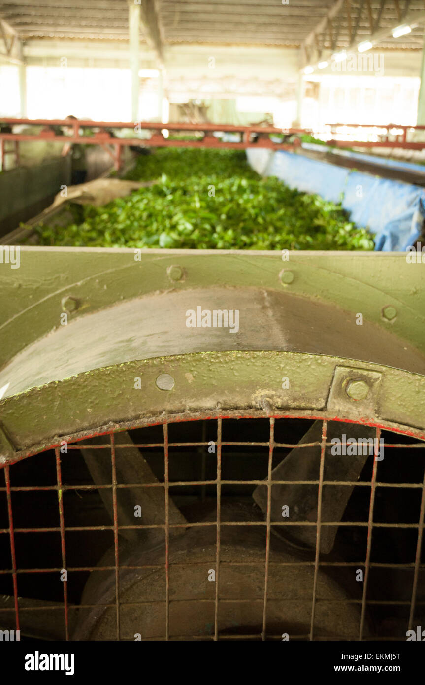Fresh tea leaves ready for drying and grinding, Sabah Tea Plantation ...