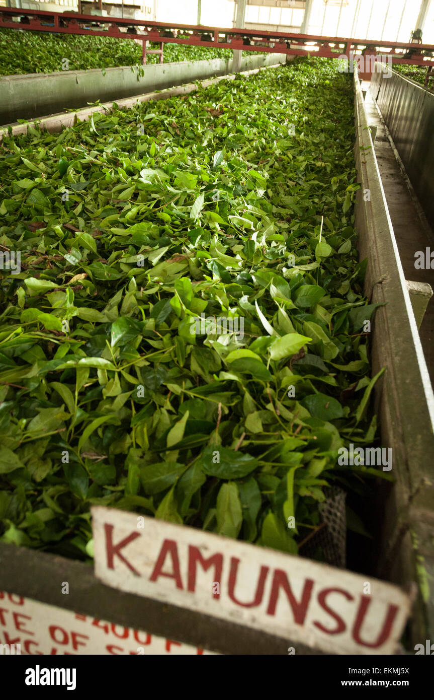 Fresh tea leaves ready for drying and grinding, Sabah Tea Plantation ...