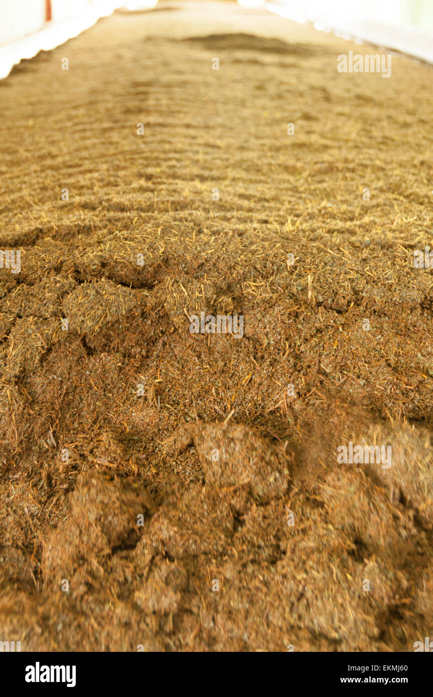 Freshly grinded tea leaves ready for packaging, Sabah Tea Plantation ...