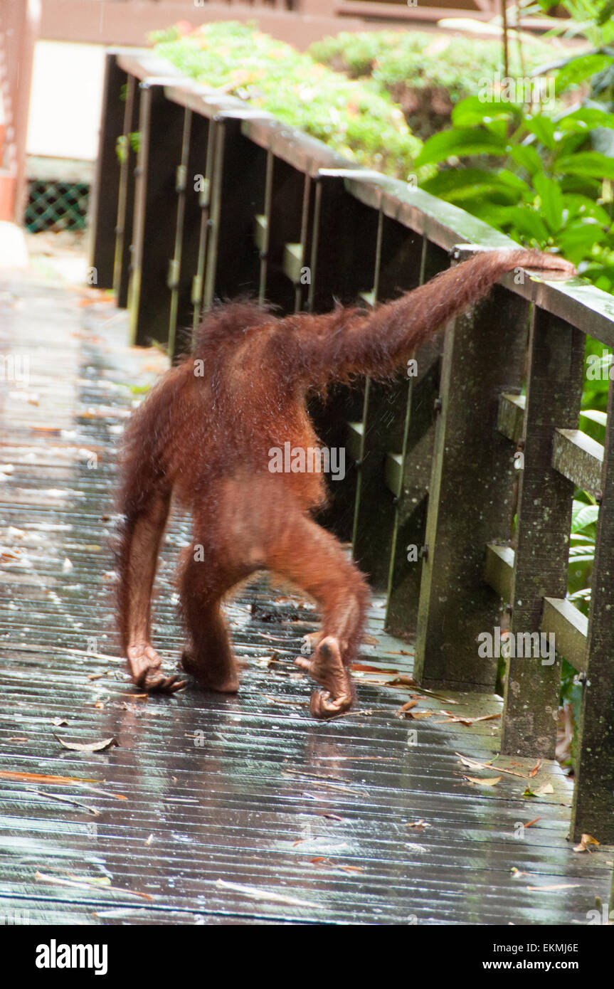 Sepilok Orangutan Sanctuary, Sabah, Borneo, Malaysia Stock Photo - Alamy