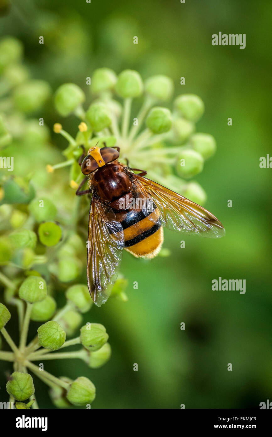 Insecto verde hi-res stock photography and images - Alamy