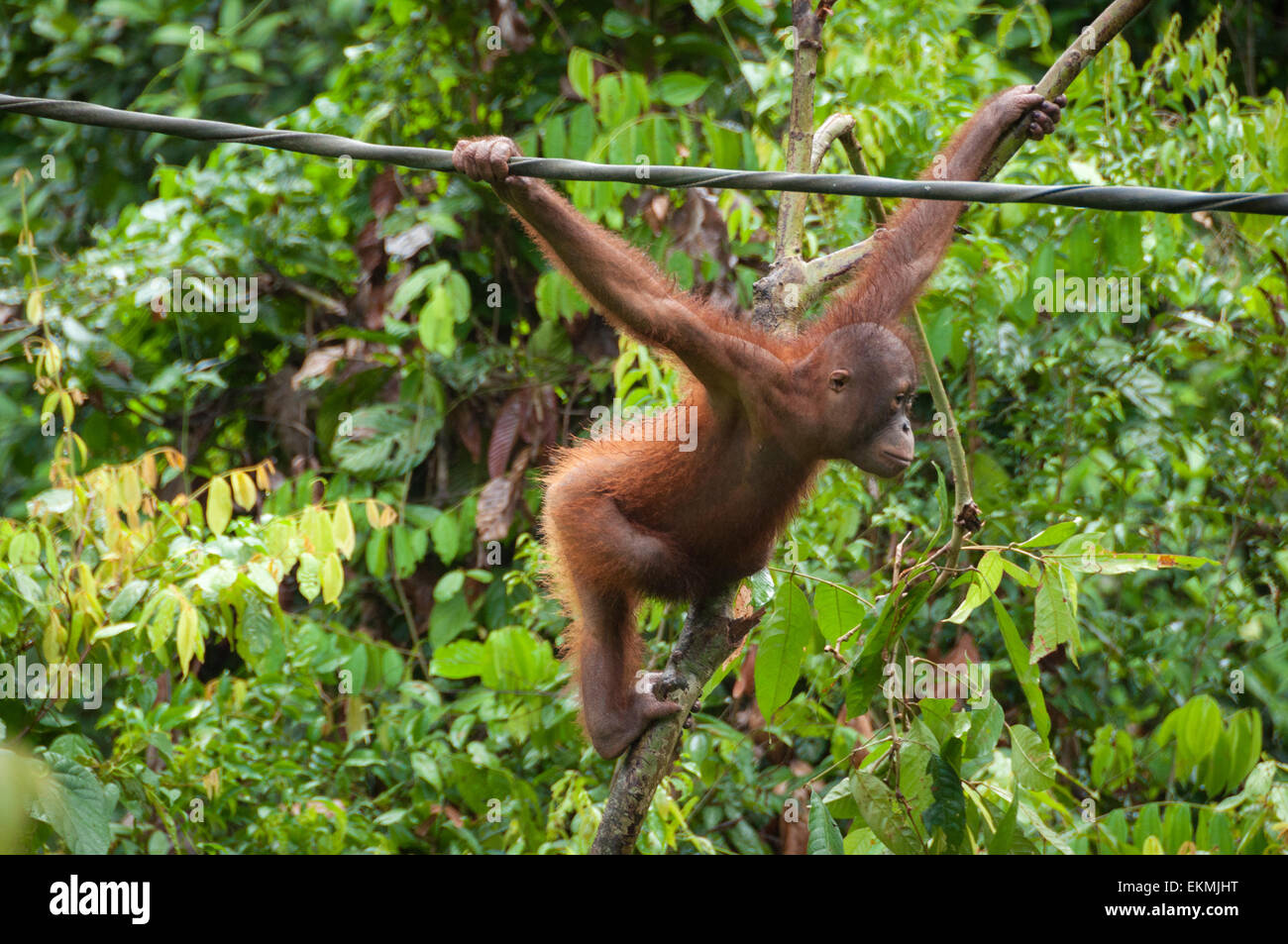 Sepilok Orangutan Sanctuary, Sabah, Borneo, Malaysia Stock Photo - Alamy