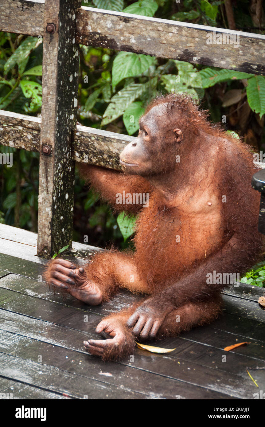 Sepilok Orangutan Sanctuary, Sabah, Borneo, Malaysia Stock Photo - Alamy