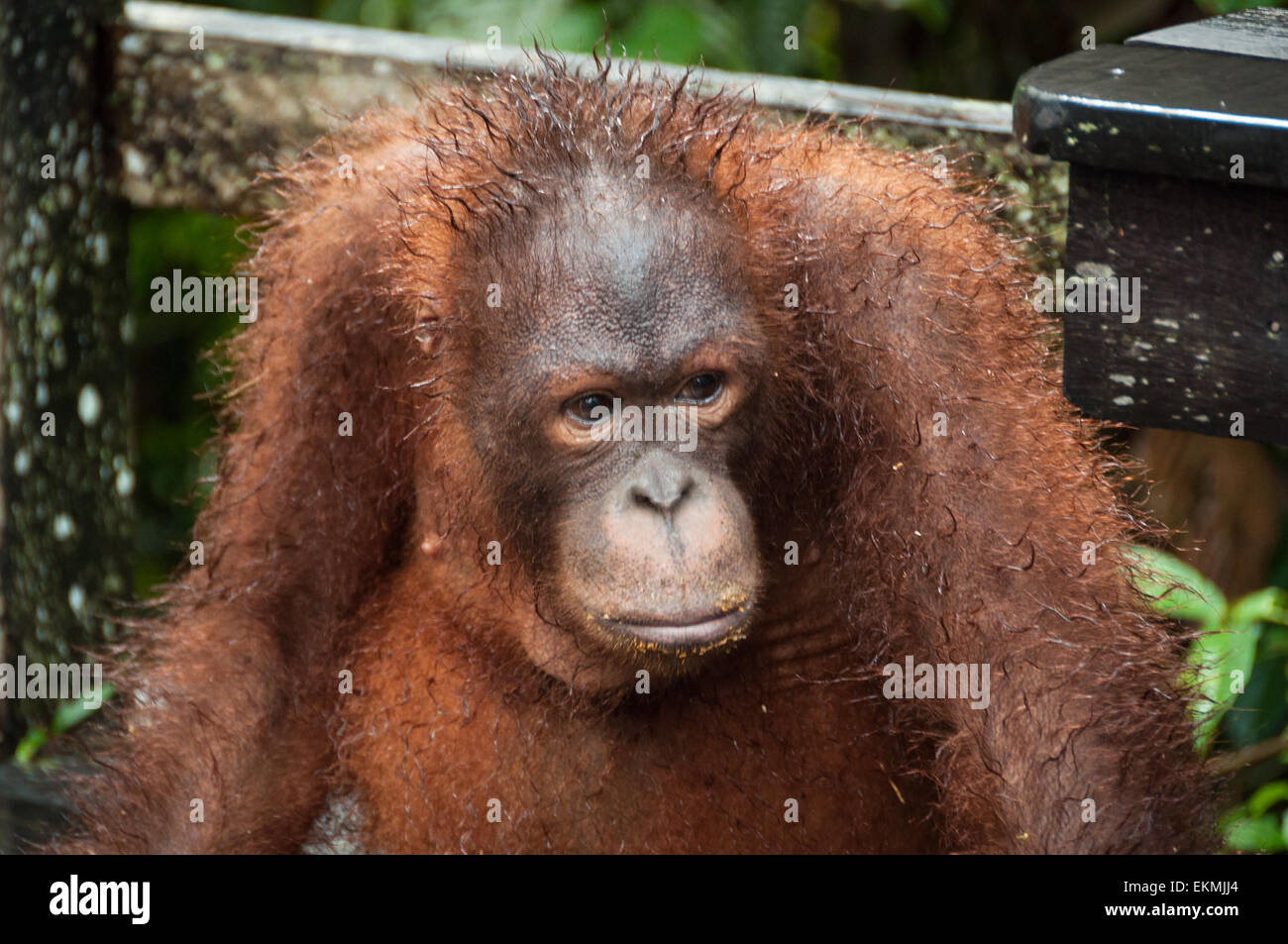 Sepilok Orangutan Sanctuary, Sabah, Borneo, Malaysia Stock Photo - Alamy