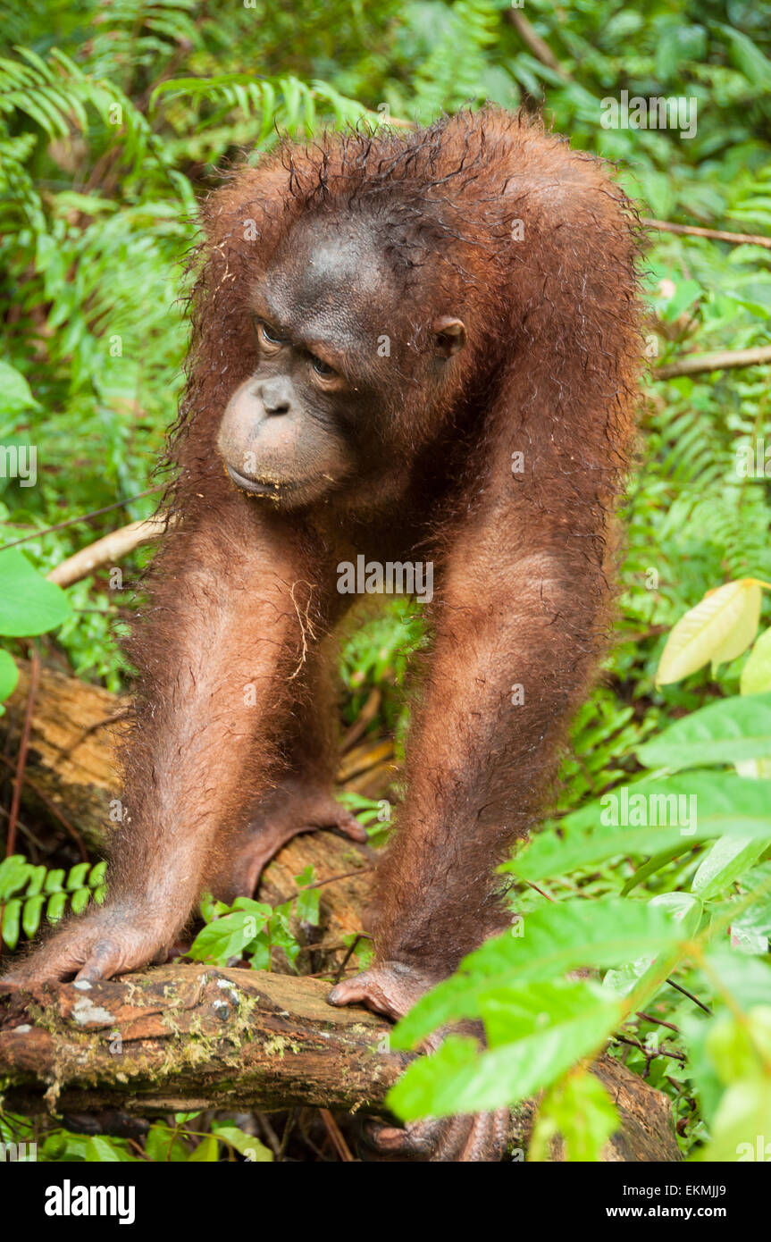 Sepilok orangutan sanctuary hi-res stock photography and images - Alamy
