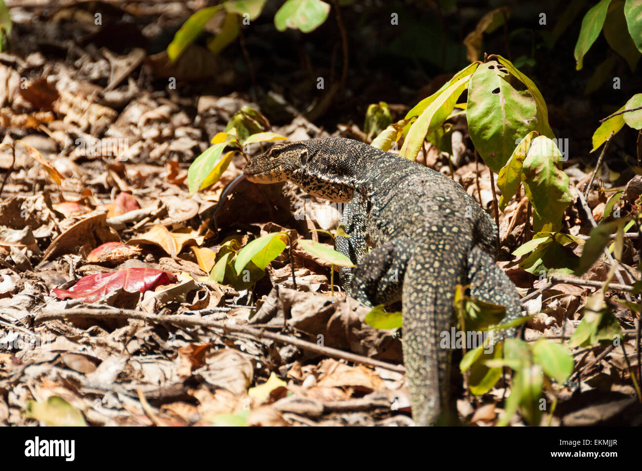 Lizard on the Turtles Island Conservation area, Borneo, Malaysia Stock ...